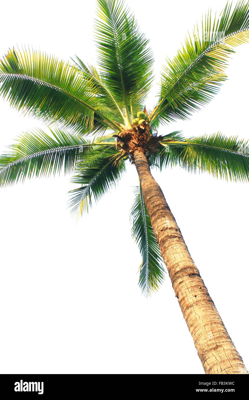 vertical coconut tree isolated on white background Stock Photo - Alamy