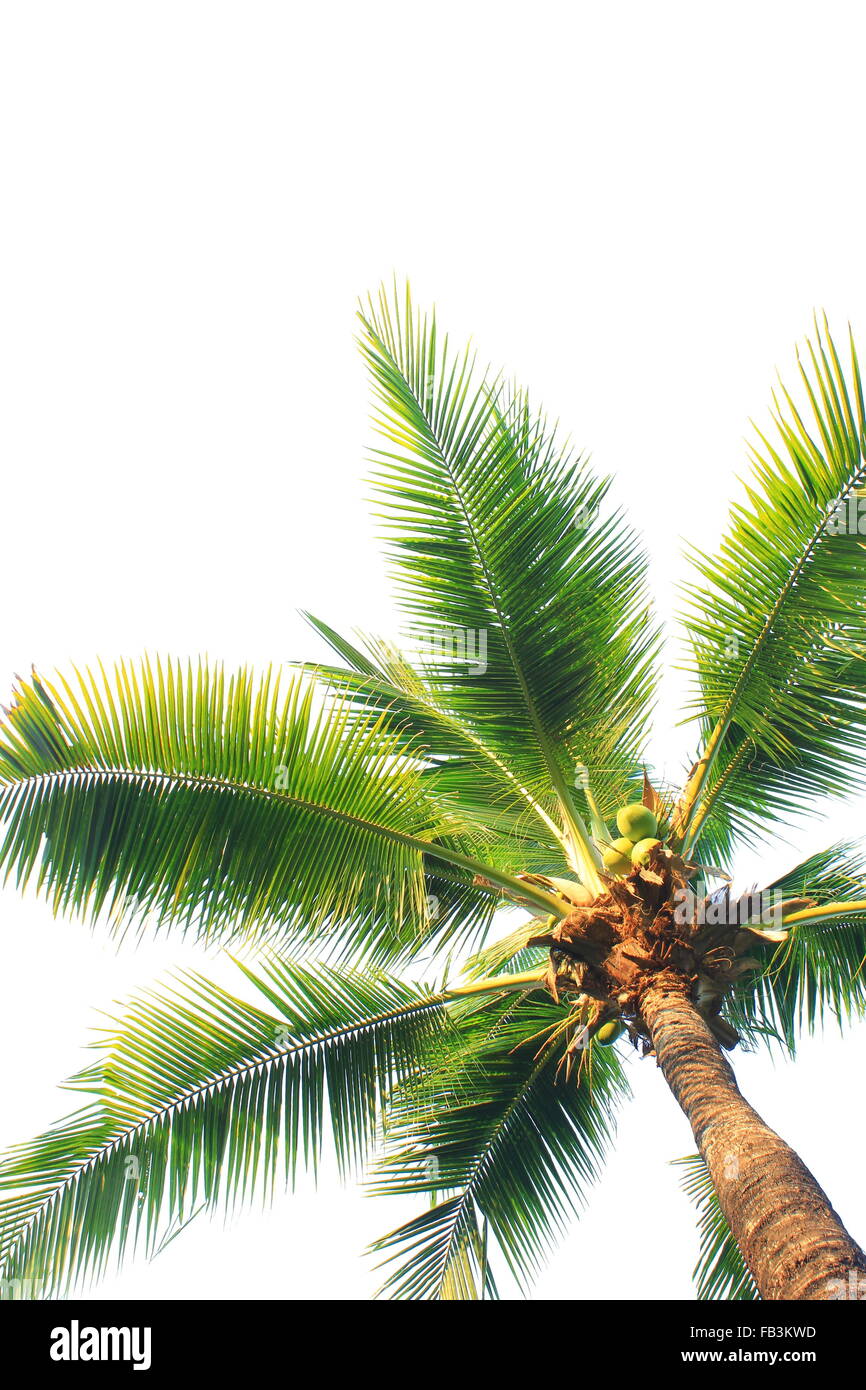 vertical coconut tree isolated on white background Stock Photo - Alamy