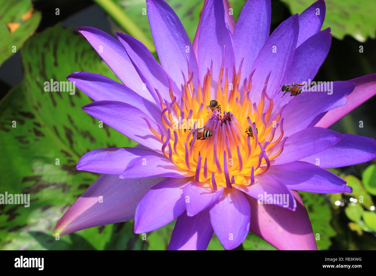 closeup beautiful purple water lily pollen with bee in the garden Stock ...