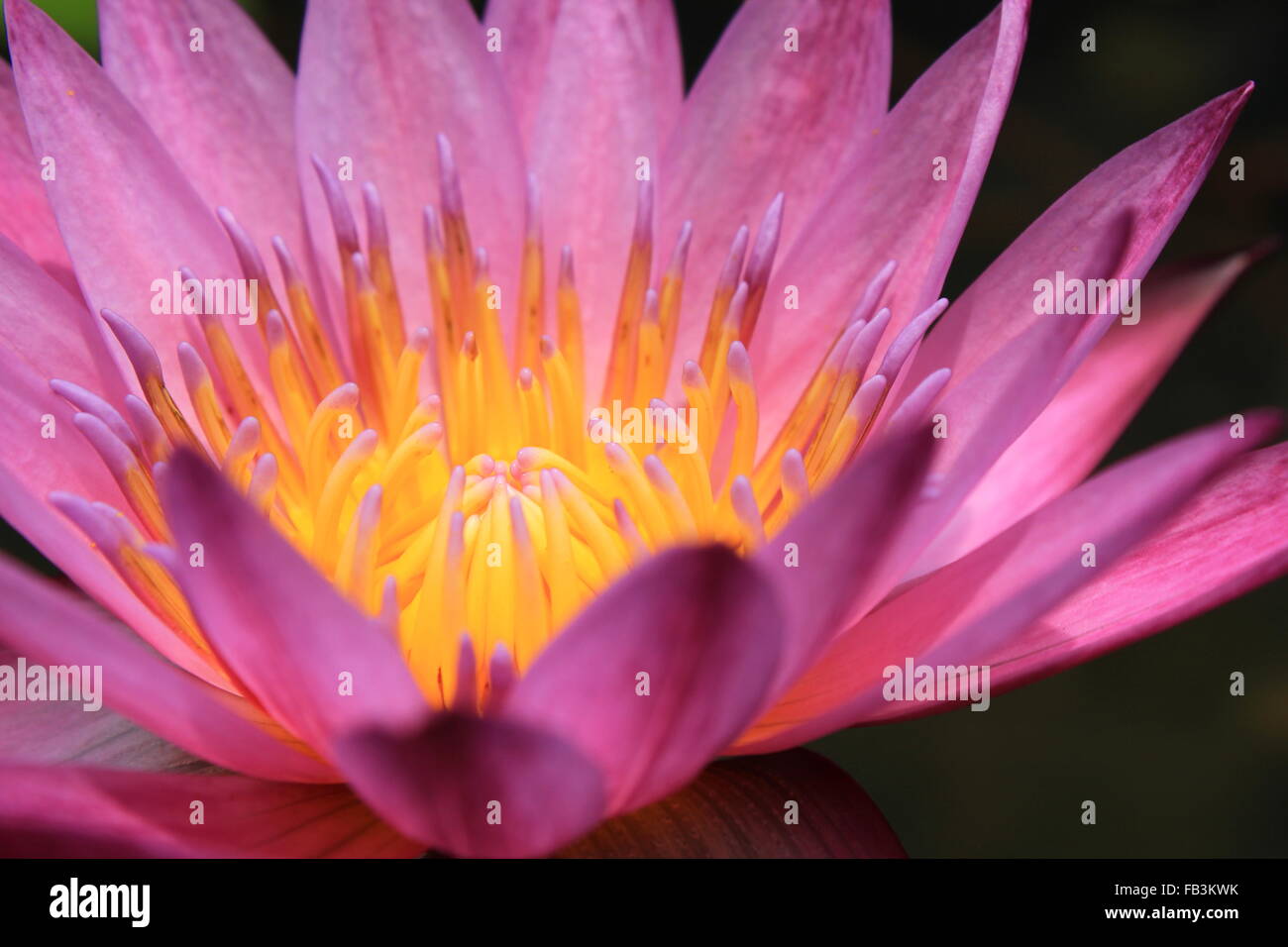 background of closeup beautiful pink water lily pollen in the garden ...