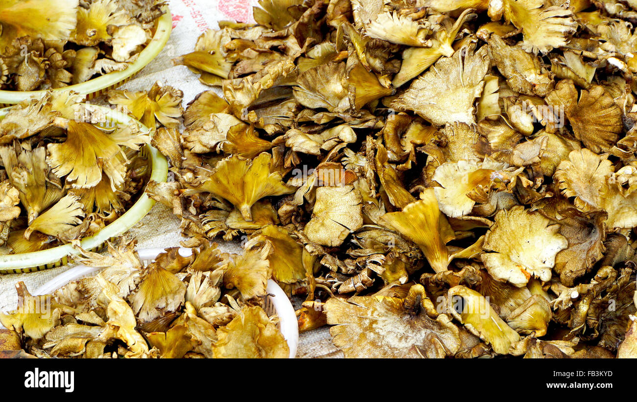 Local fungus group hi-res stock photography and images - Alamy