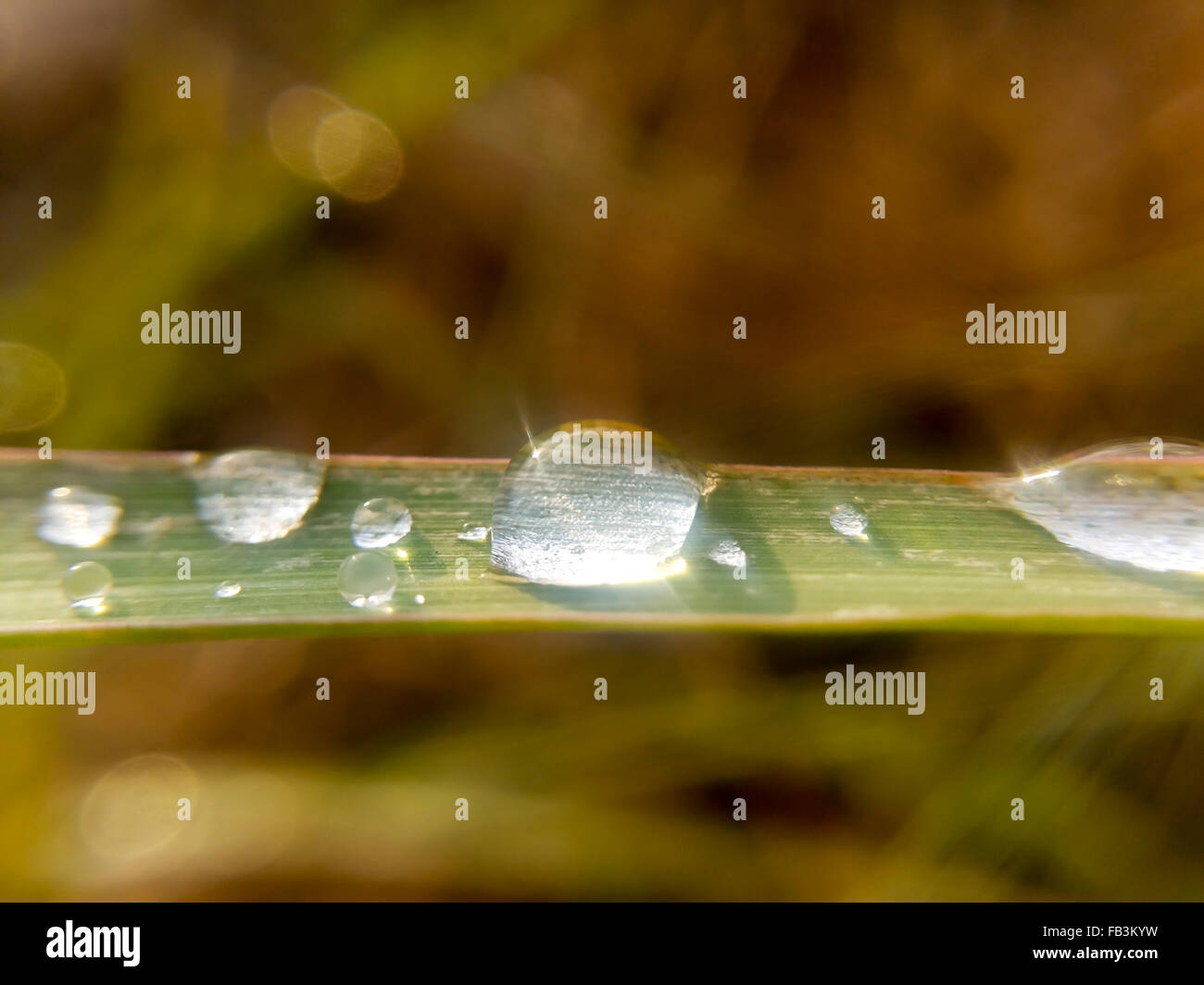 Drop water grass hi-res stock photography and images - Alamy