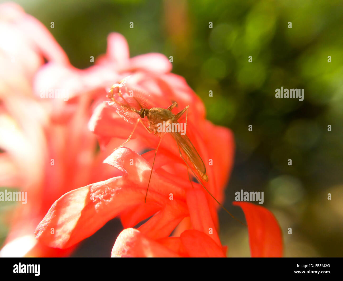 close up Mosquito on red flower Stock Photo - Alamy