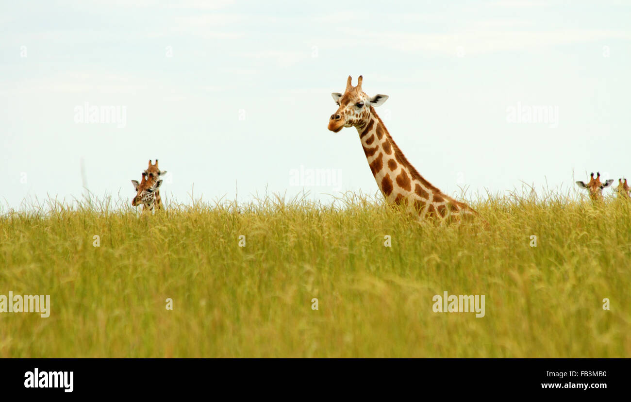 Multiple Giraffes poking their heads up out of the long savannah grasses Stock Photo - Alamy
