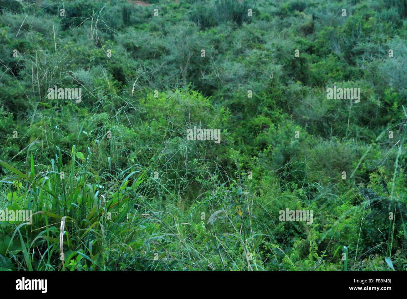 A jungle forest in Uganda with multiple kinds of trees and plants in ...