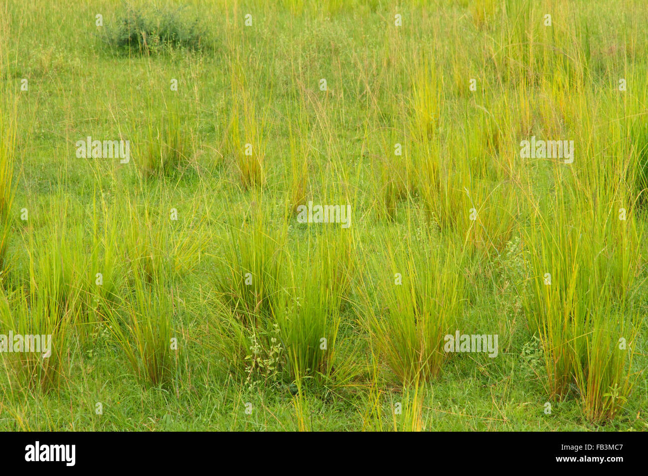 Savanna Grass Savanna Preservation Turkana Wildlife Safaris