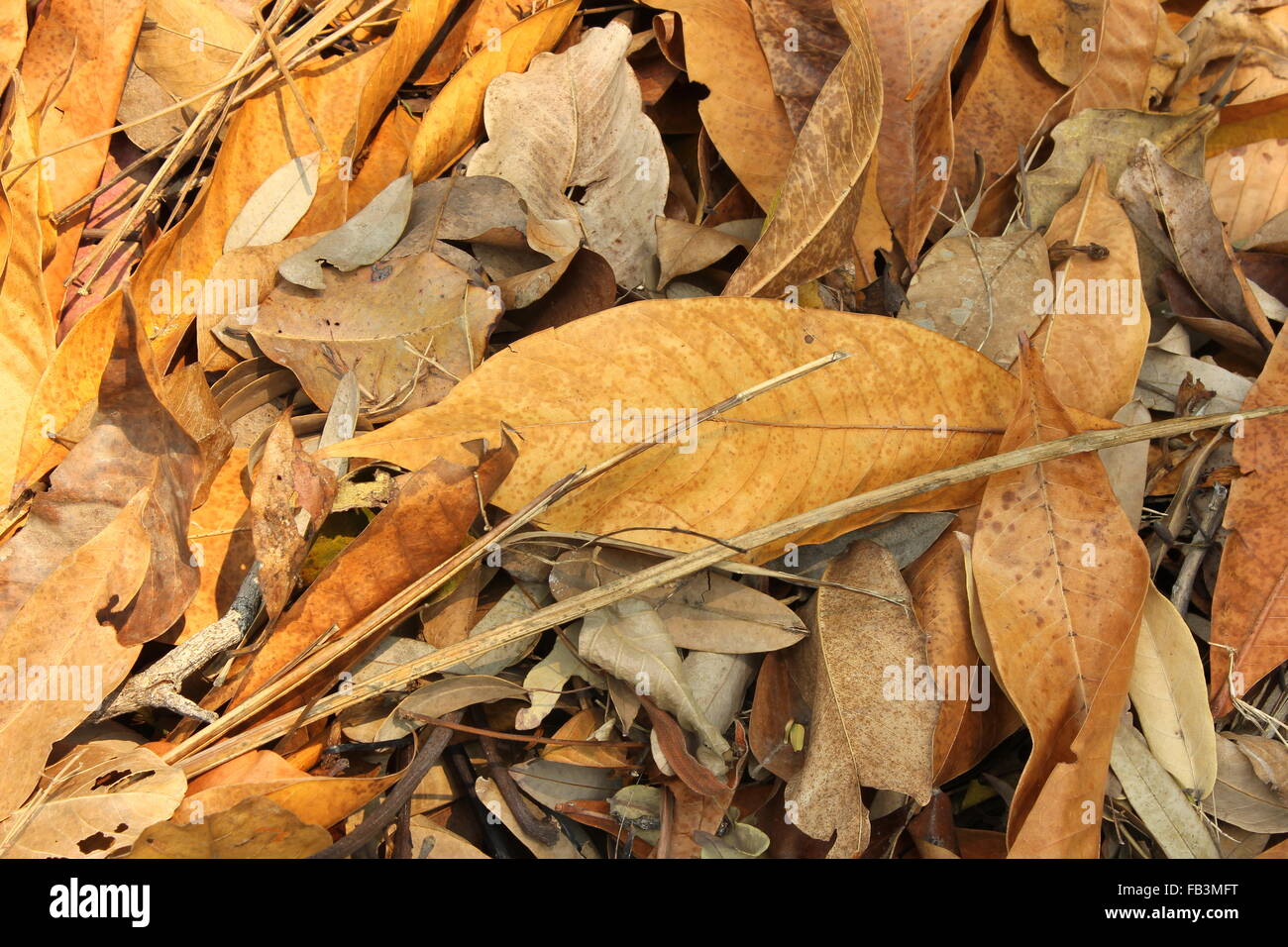 background of leaf debris on the forest floor Stock Photo - Alamy