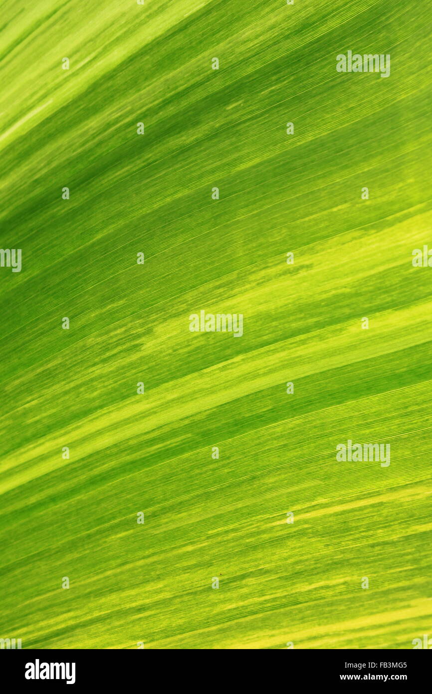 texture of banana leaf from banana tree Stock Photo - Alamy
