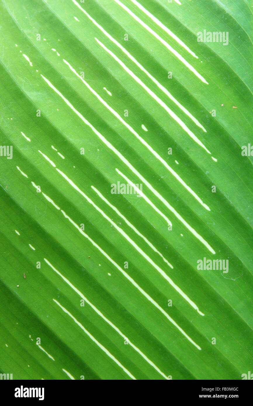 pattern and texture of tree leaf Stock Photo - Alamy