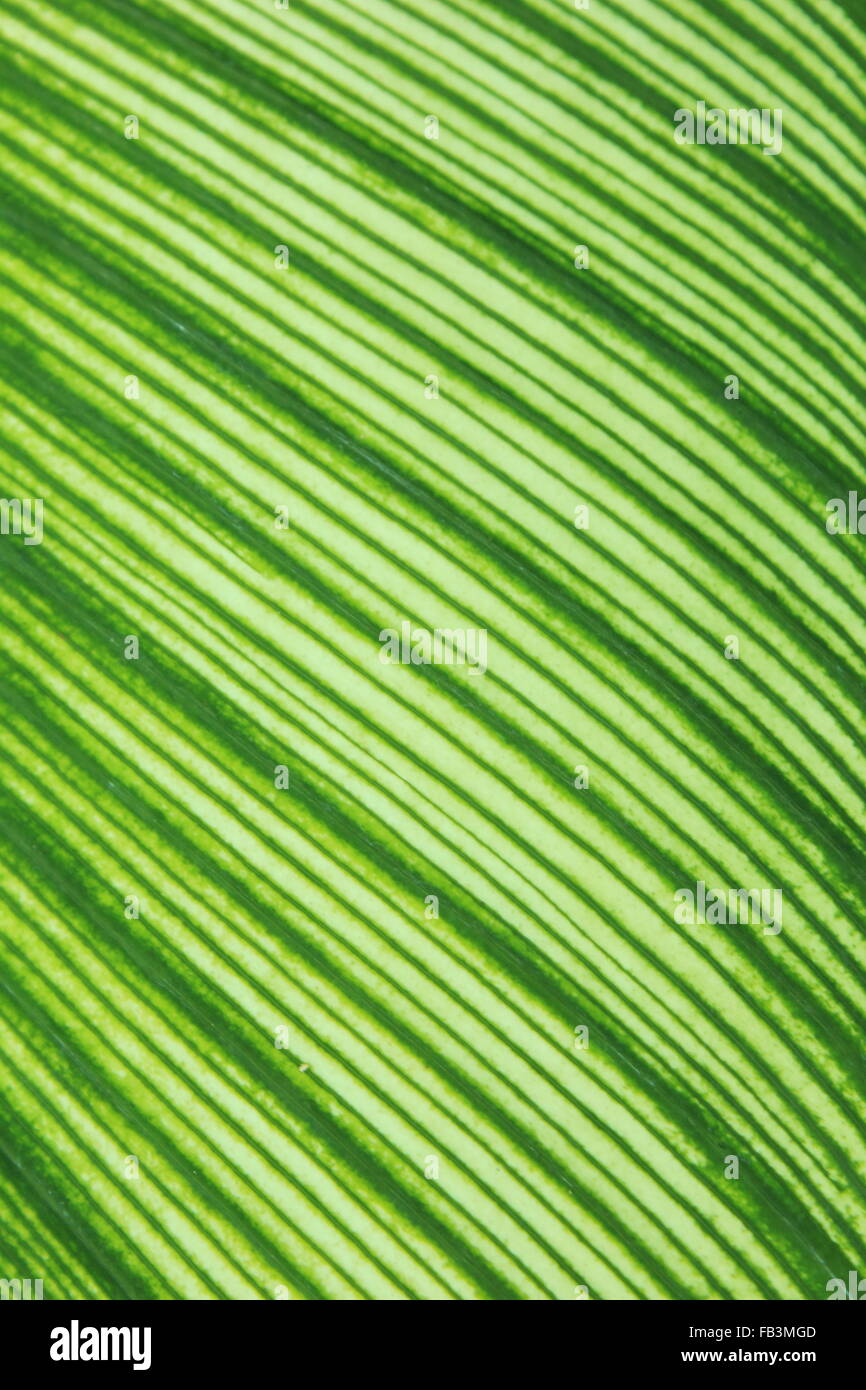 Leaf texture tree hi-res stock photography and images - Alamy