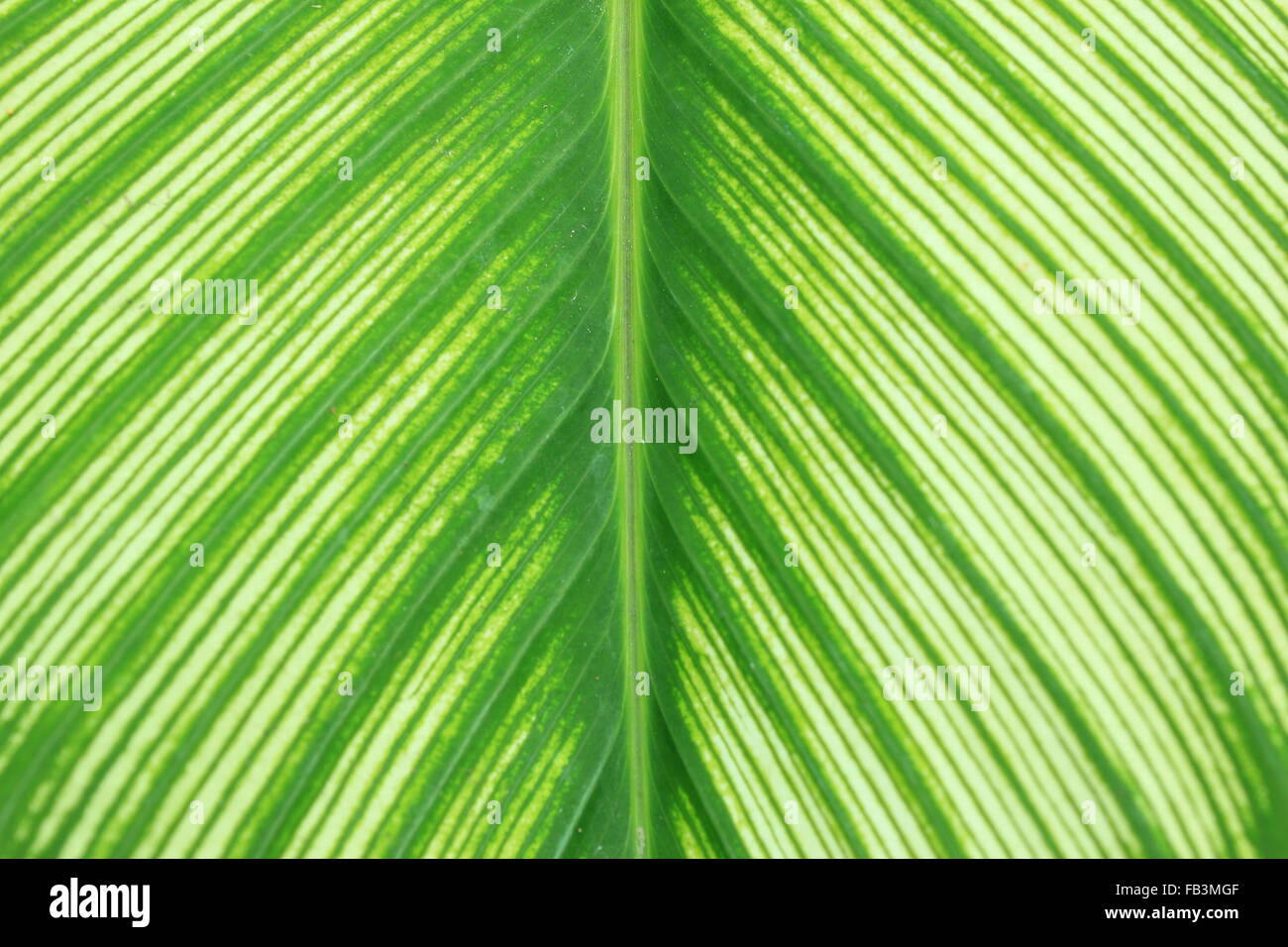 background and texture of tree leaf and stalk Stock Photo - Alamy