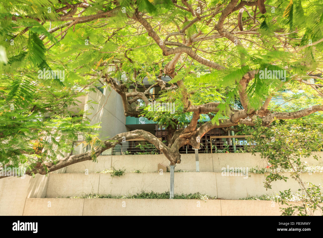 Tree propped up by steel stub columns outside the state library ...
