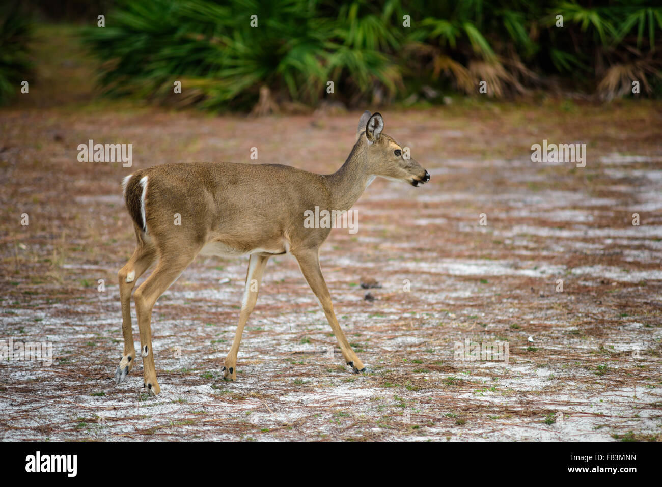 Female deer hi-res stock photography and images - Alamy