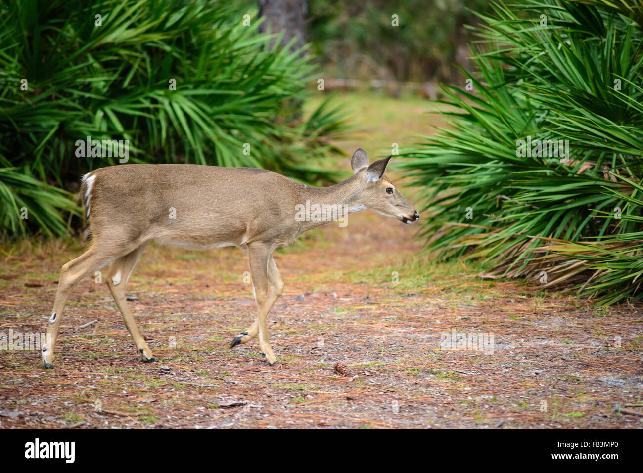 Adult female deer, in wooded area Stock Photo - Alamy