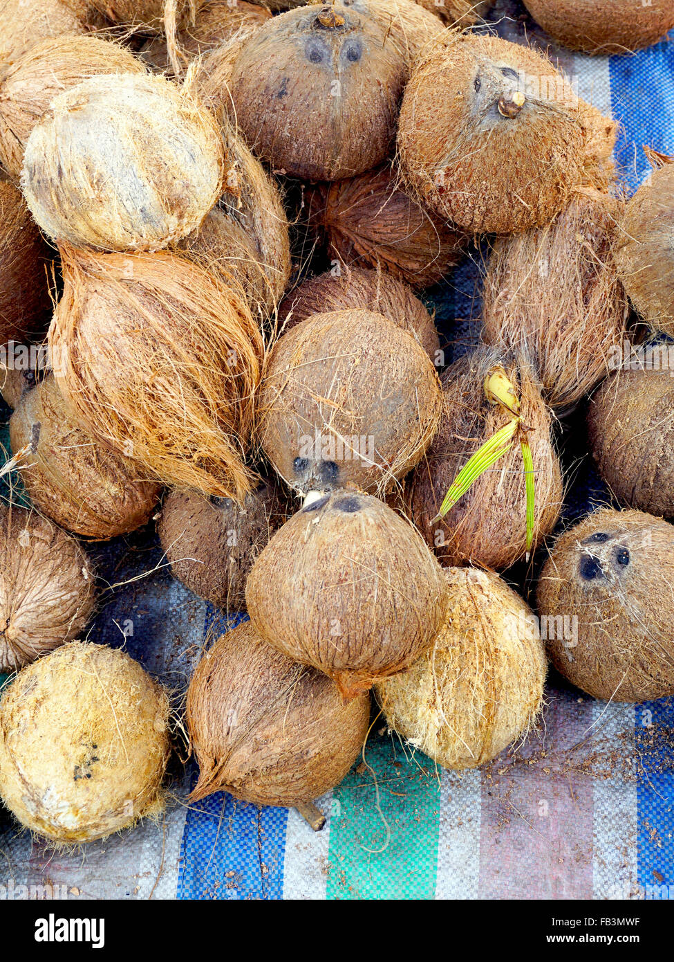 local Coconuts display on canvas at Fresh market in Luang Prabang, Laos ...