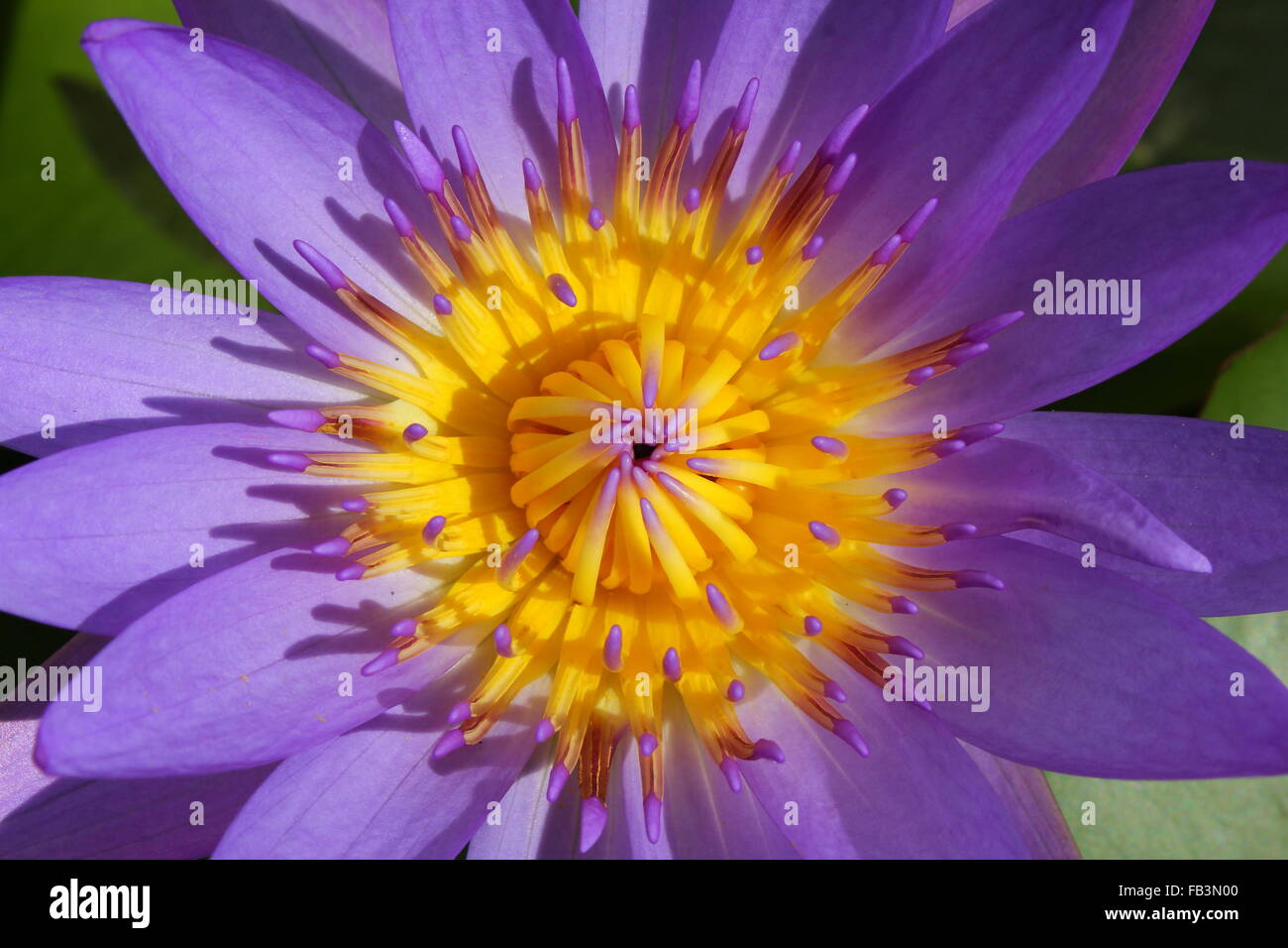 top view closeup purple water lily pollen in the garden Stock Photo - Alamy