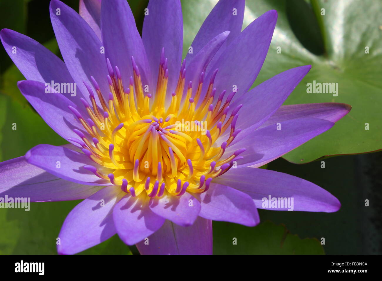 closeup beautiful purple water lily pollen in the garden Stock Photo ...