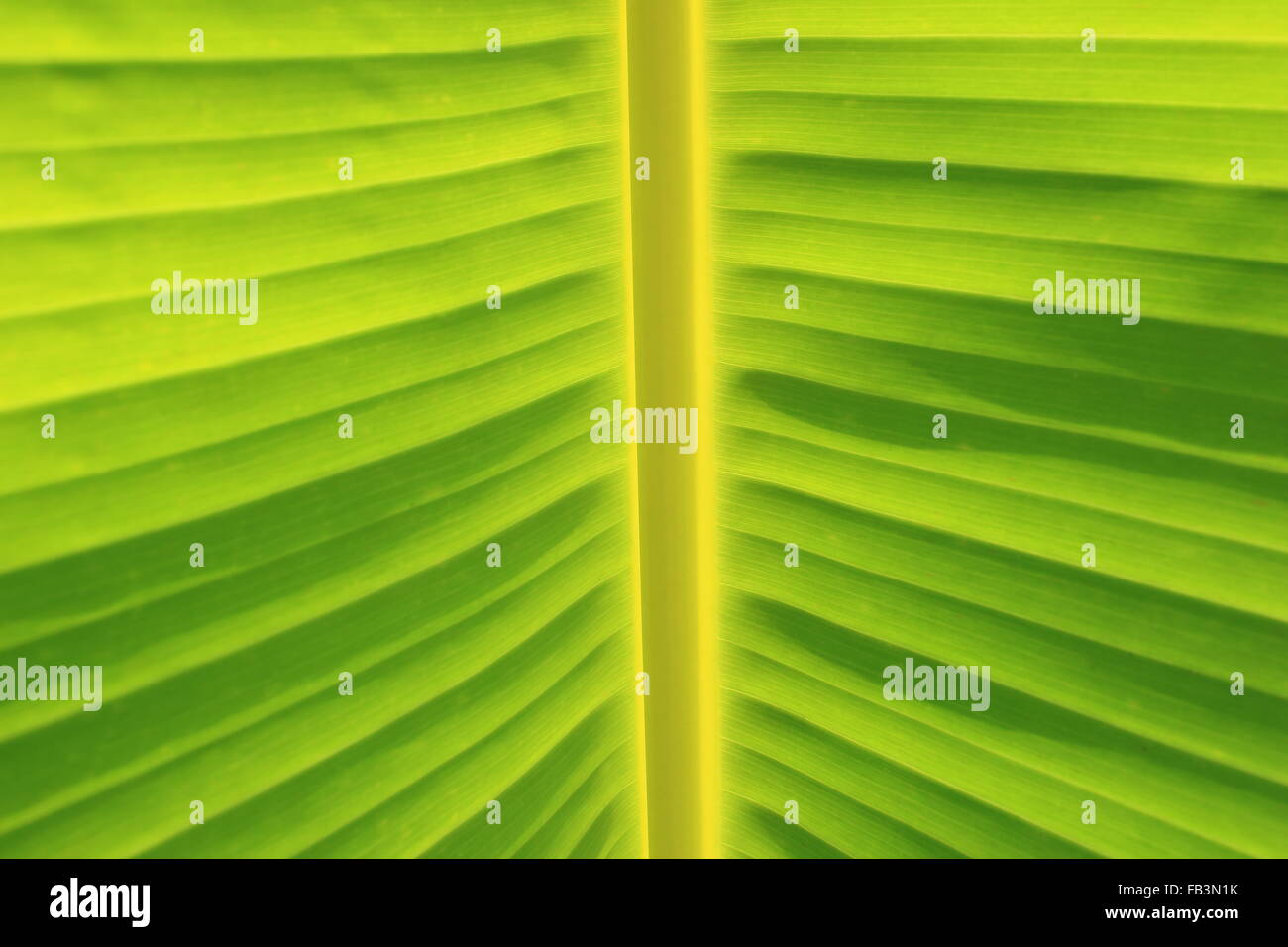 Banana tree texture hi-res stock photography and images - Alamy