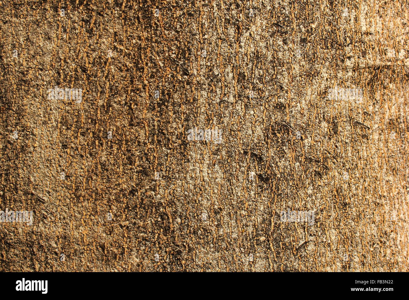 Seamless tree bark wood texture hi-res stock photography and images - Alamy