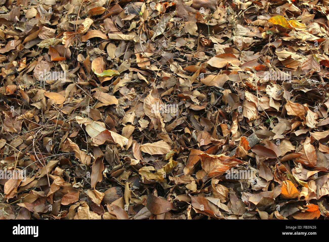 the leaf debris on the forest floor Stock Photo - Alamy