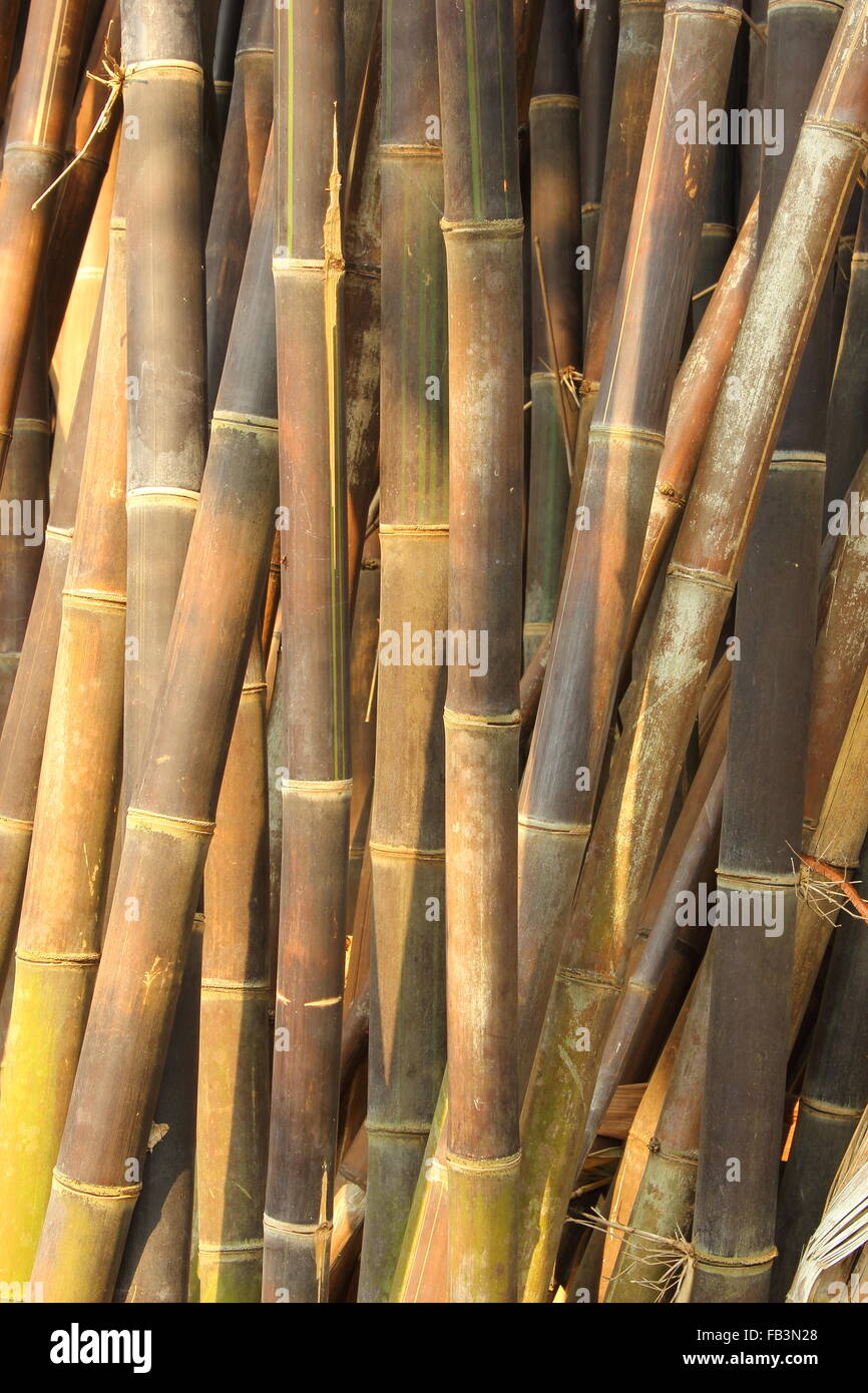 dense bamboo trees in the garden Stock Photo - Alamy