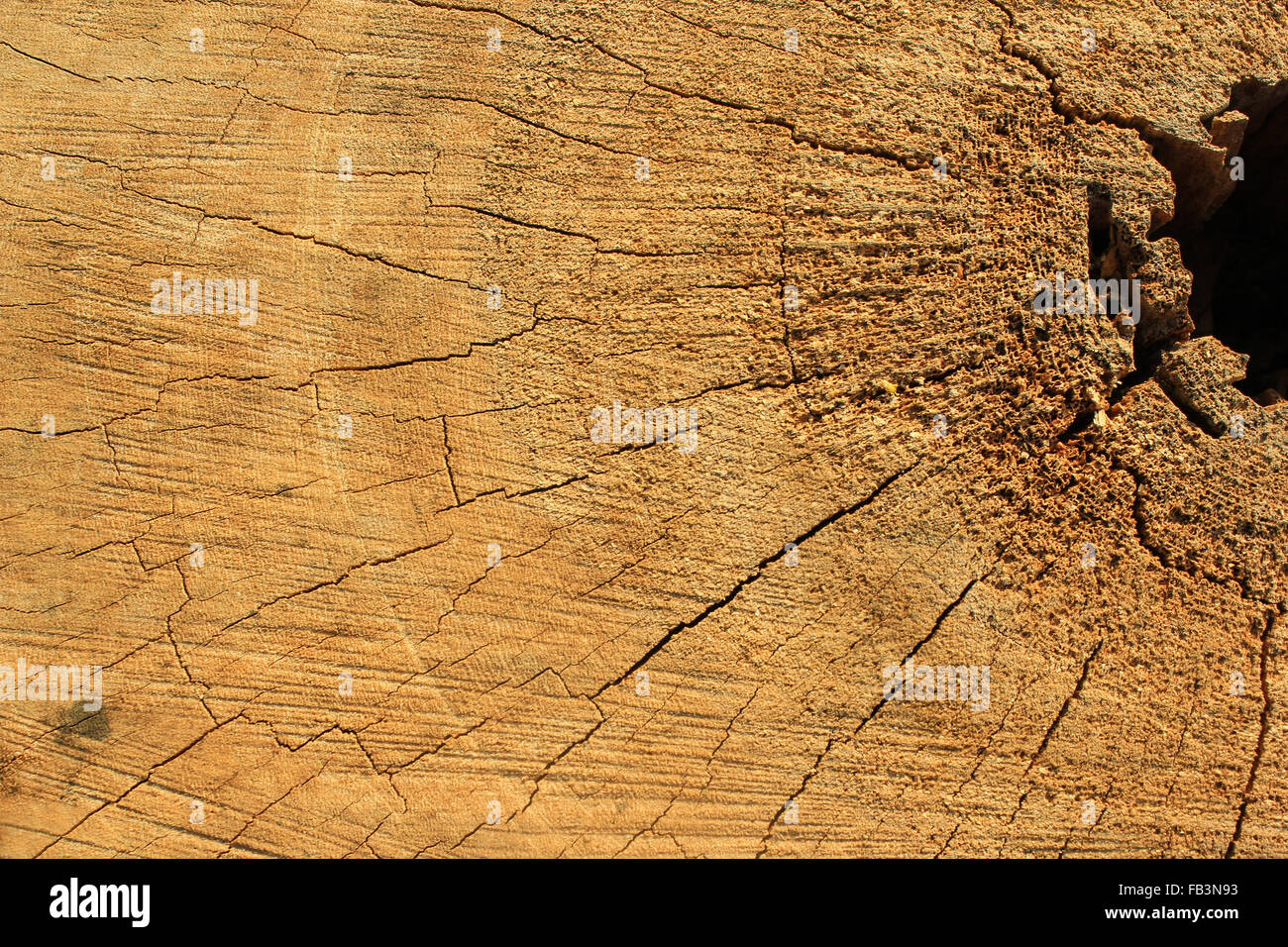background and texture of stump Stock Photo - Alamy