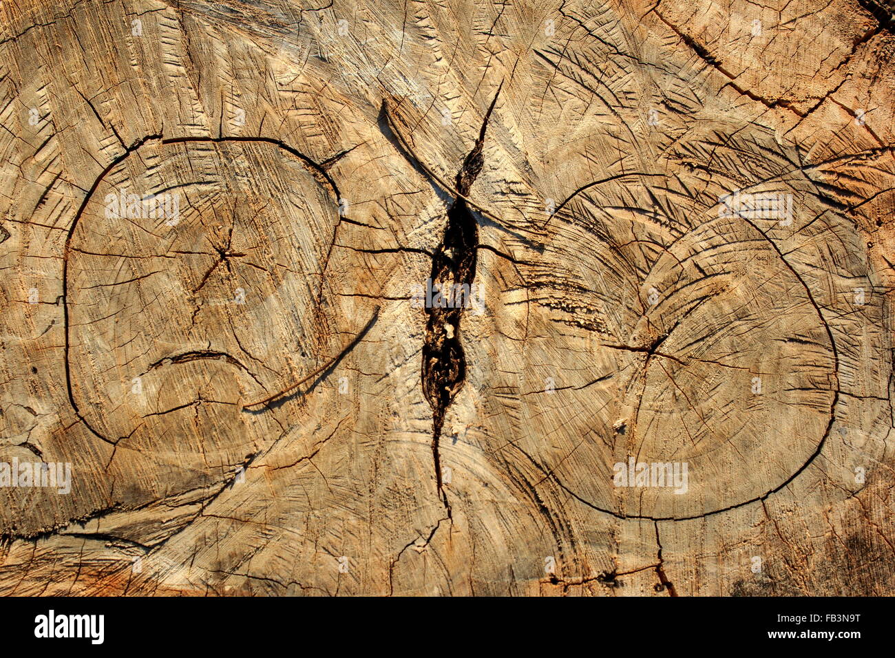 details of stump Stock Photo - Alamy