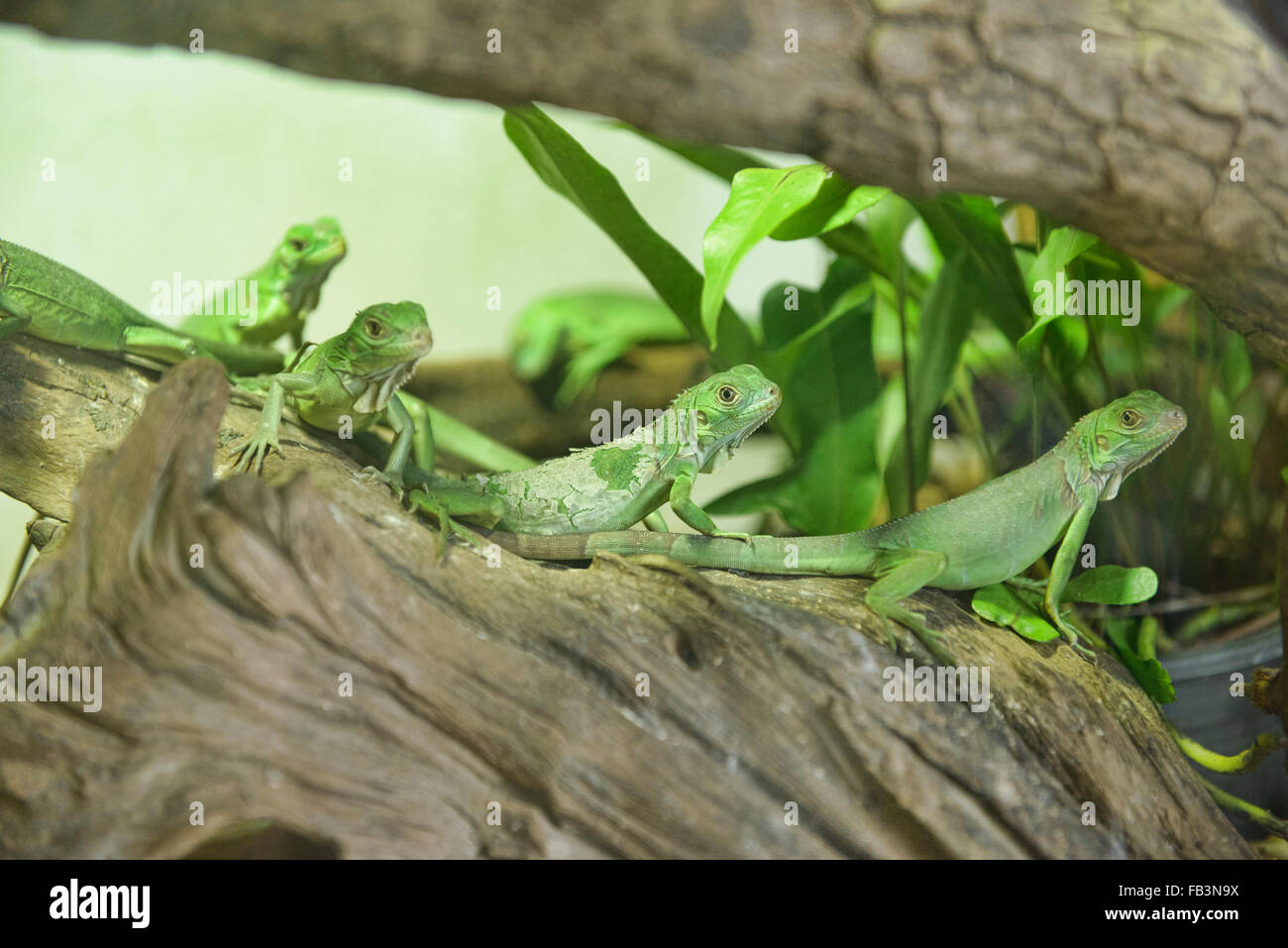 Lizards of thailand hi-res stock photography and images - Alamy
