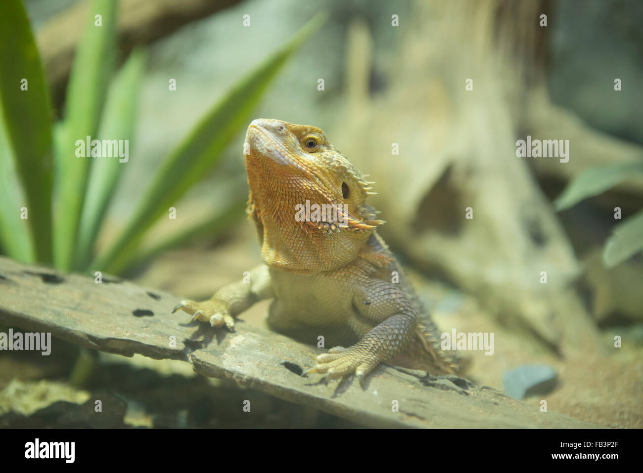 Bearded Dragon lizard Stock Photo - Alamy