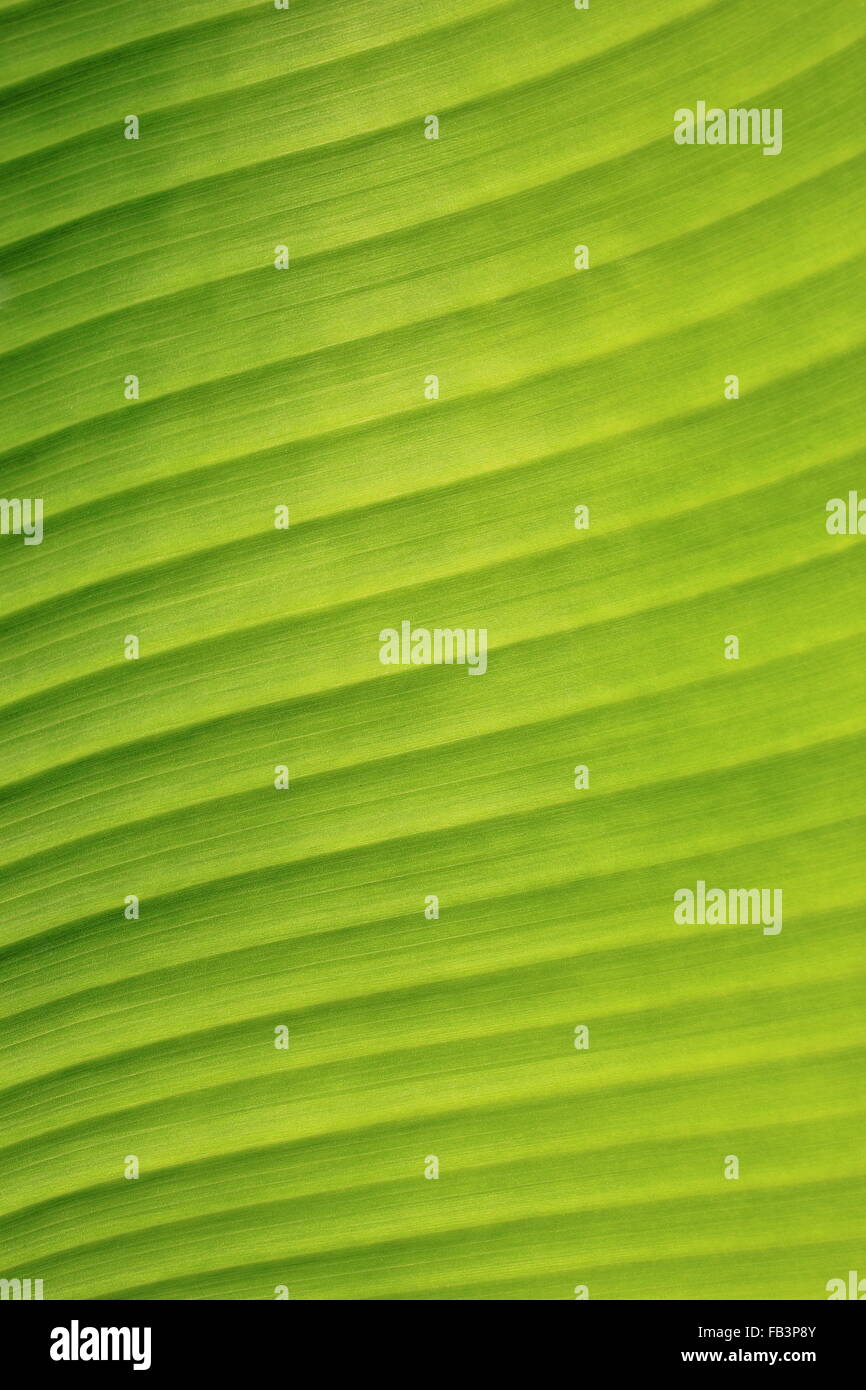 banana leaf in the garden Stock Photo - Alamy