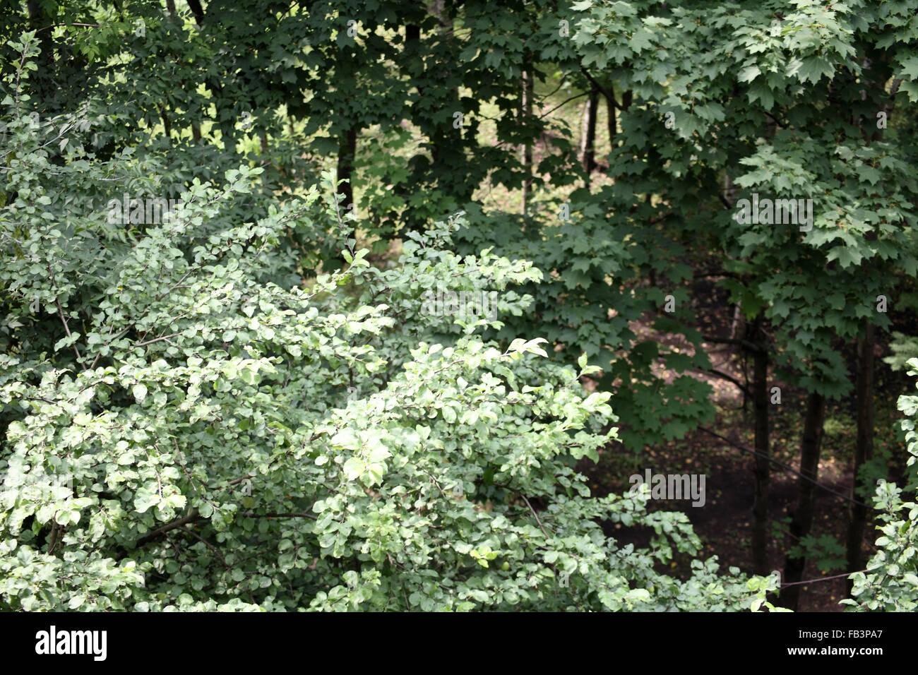 tree at summer Stock Photo - Alamy