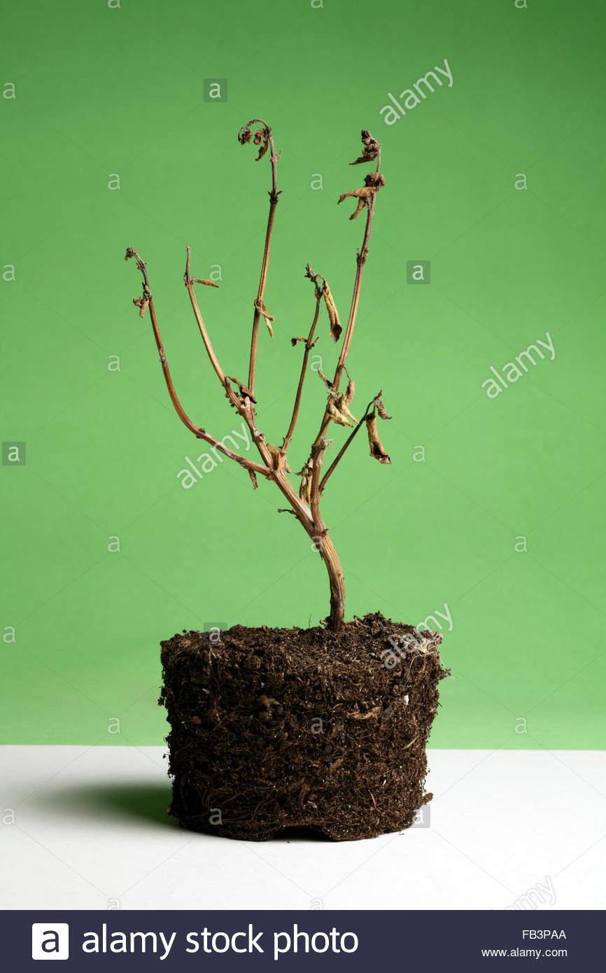 Dead Plant Stock Photos & Dead Plant Stock Images - Alamy