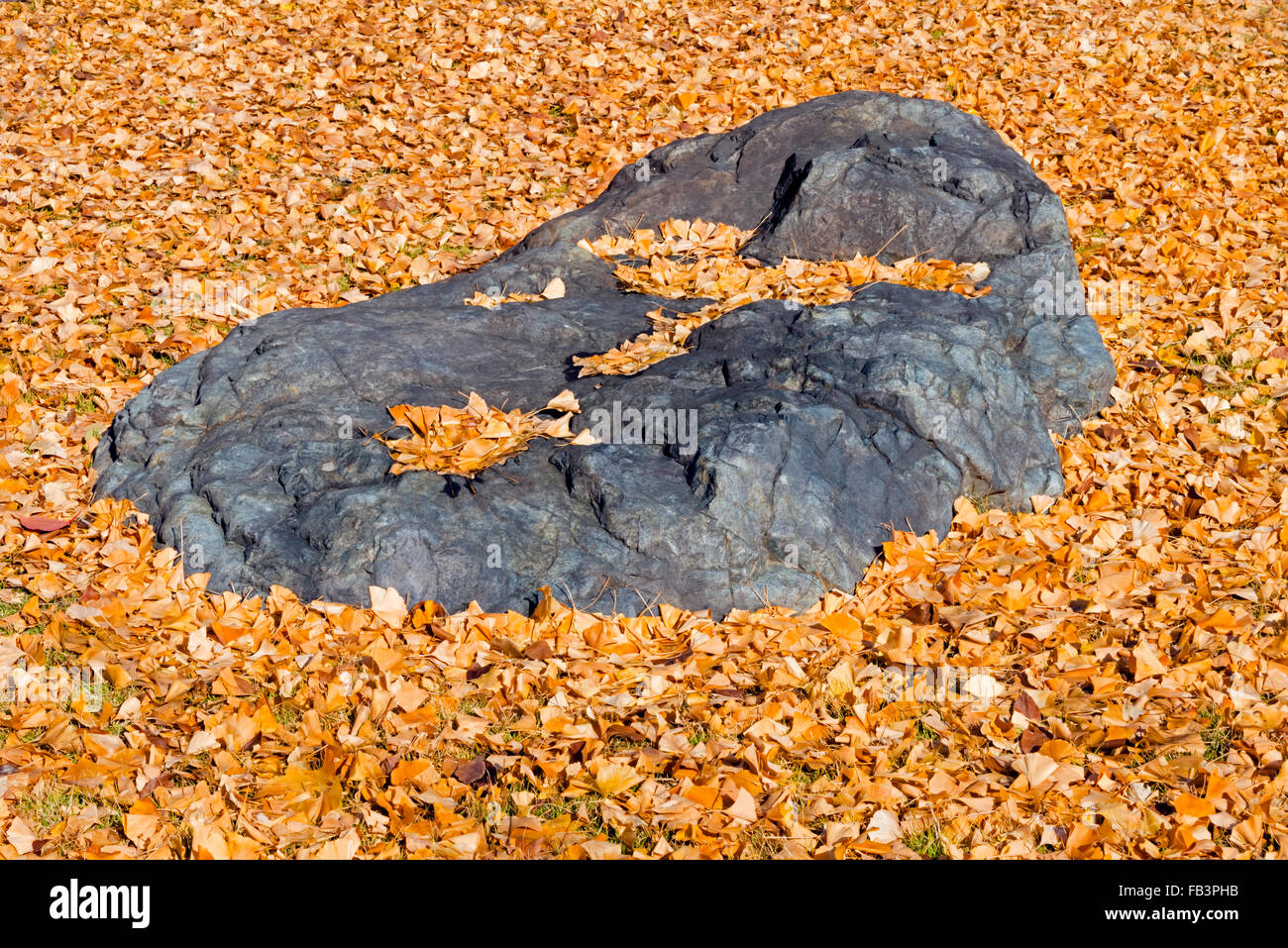 Rock covered with fallen leaves, Kyoto, Japan Stock Photo - Alamy