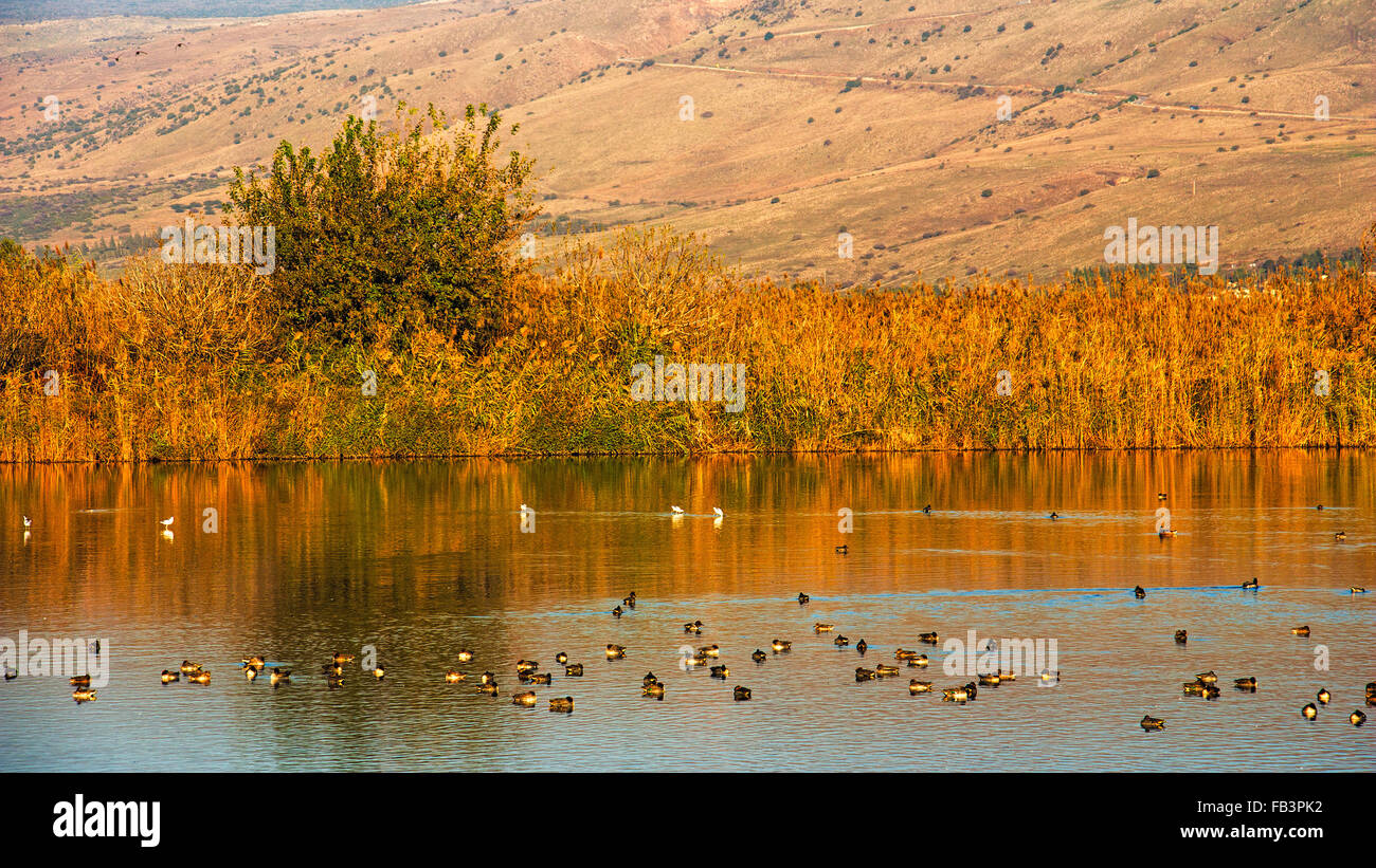 Hula valley lake hi-res stock photography and images - Alamy