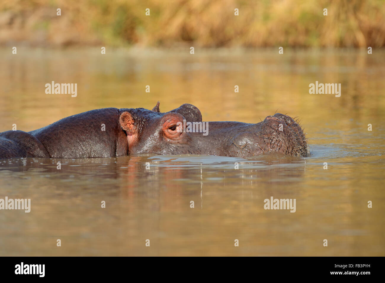 Hippo (Hippopotamus amphibius) in shallow water, Sabie-Sand nature ...