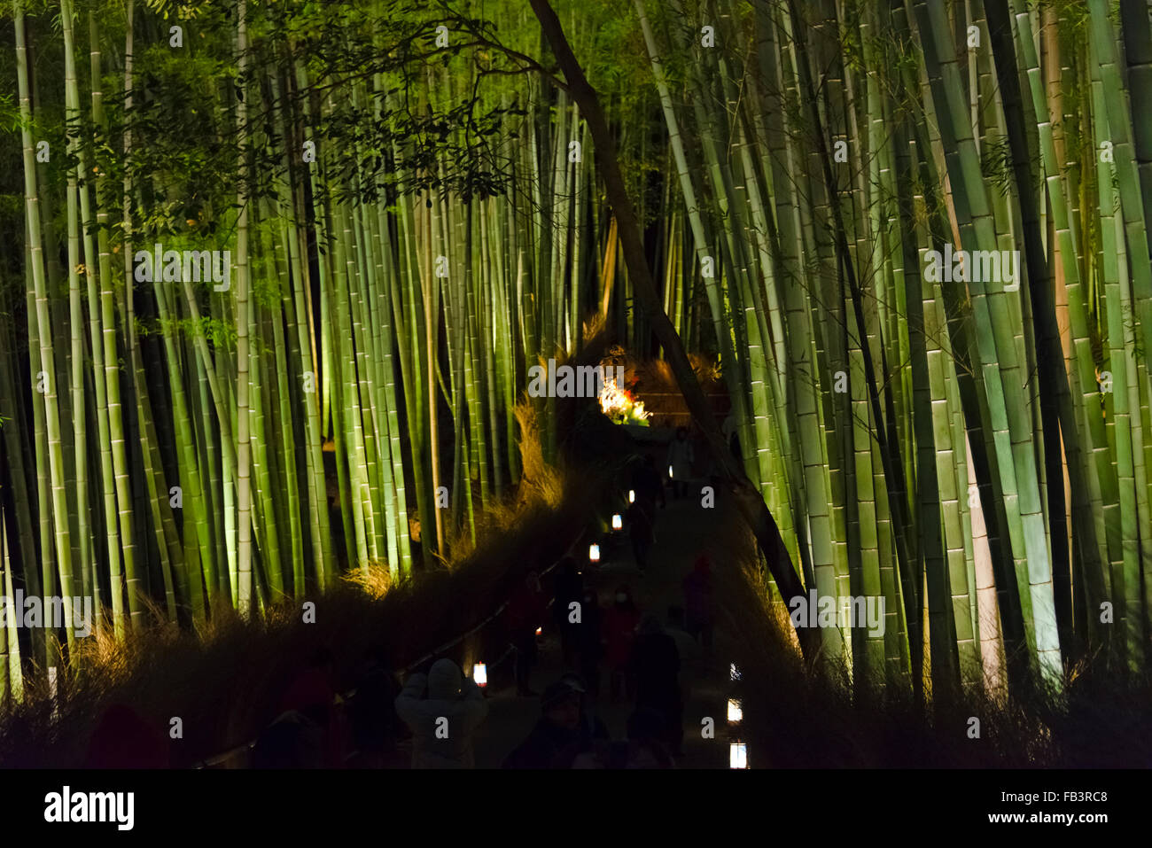 Night view of illuminated bamboo forest behind Tenryuji Temple in ...