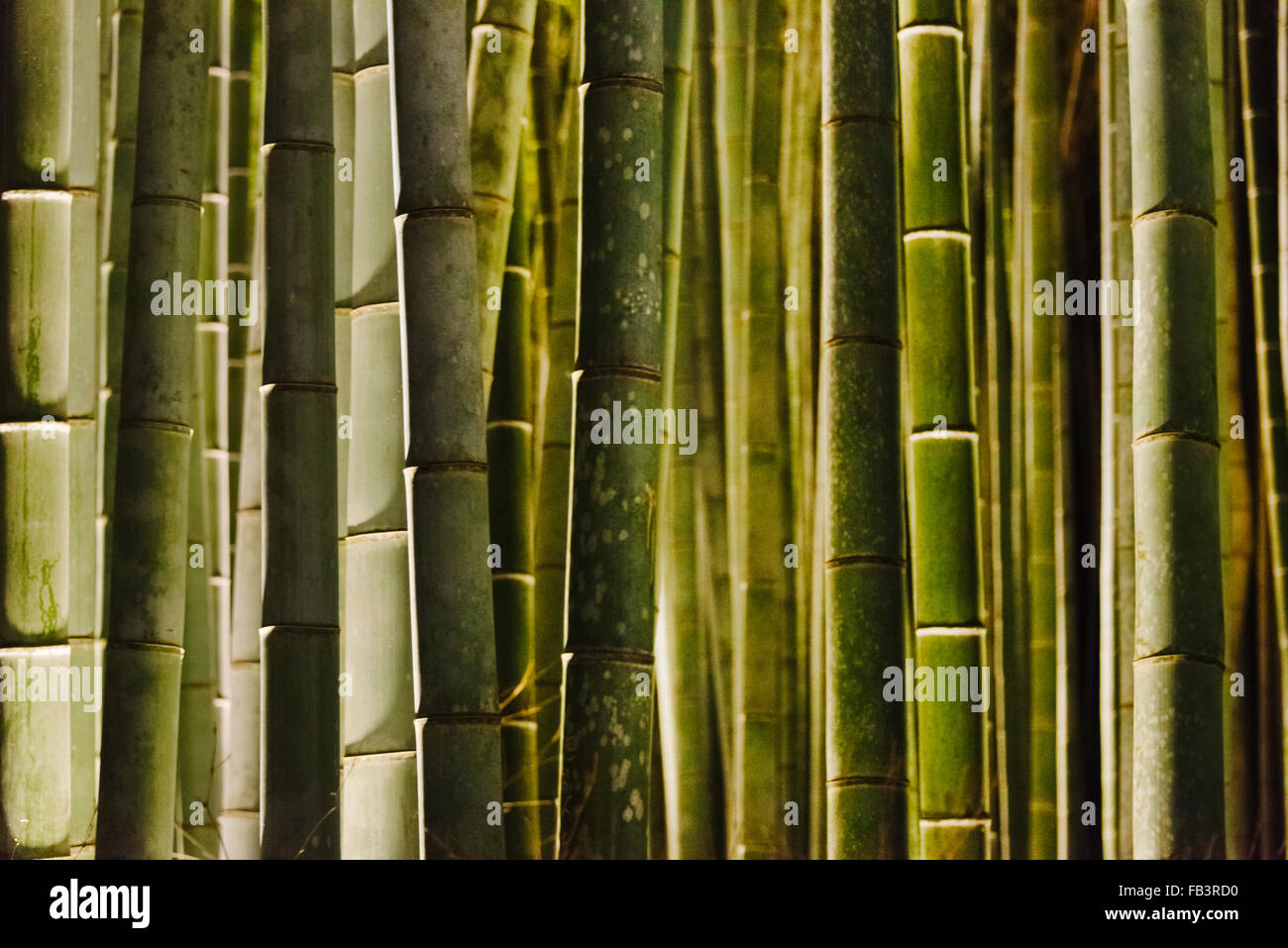 Night view of illuminated bamboo forest behind Tenryuji Temple in ...