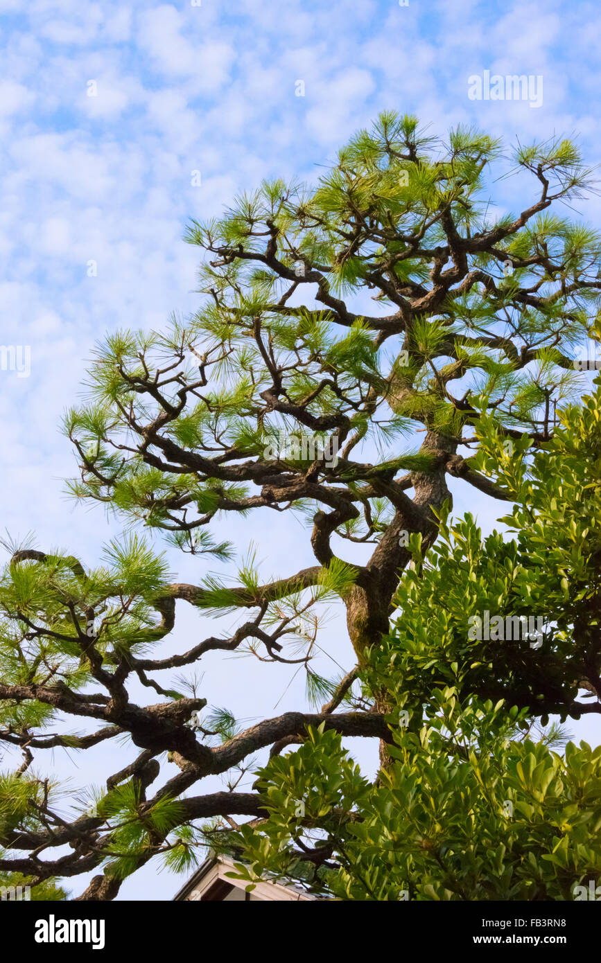 Pine tree against the blue sky, Kanazawa, Ishikawa Prefecture, Japan ...