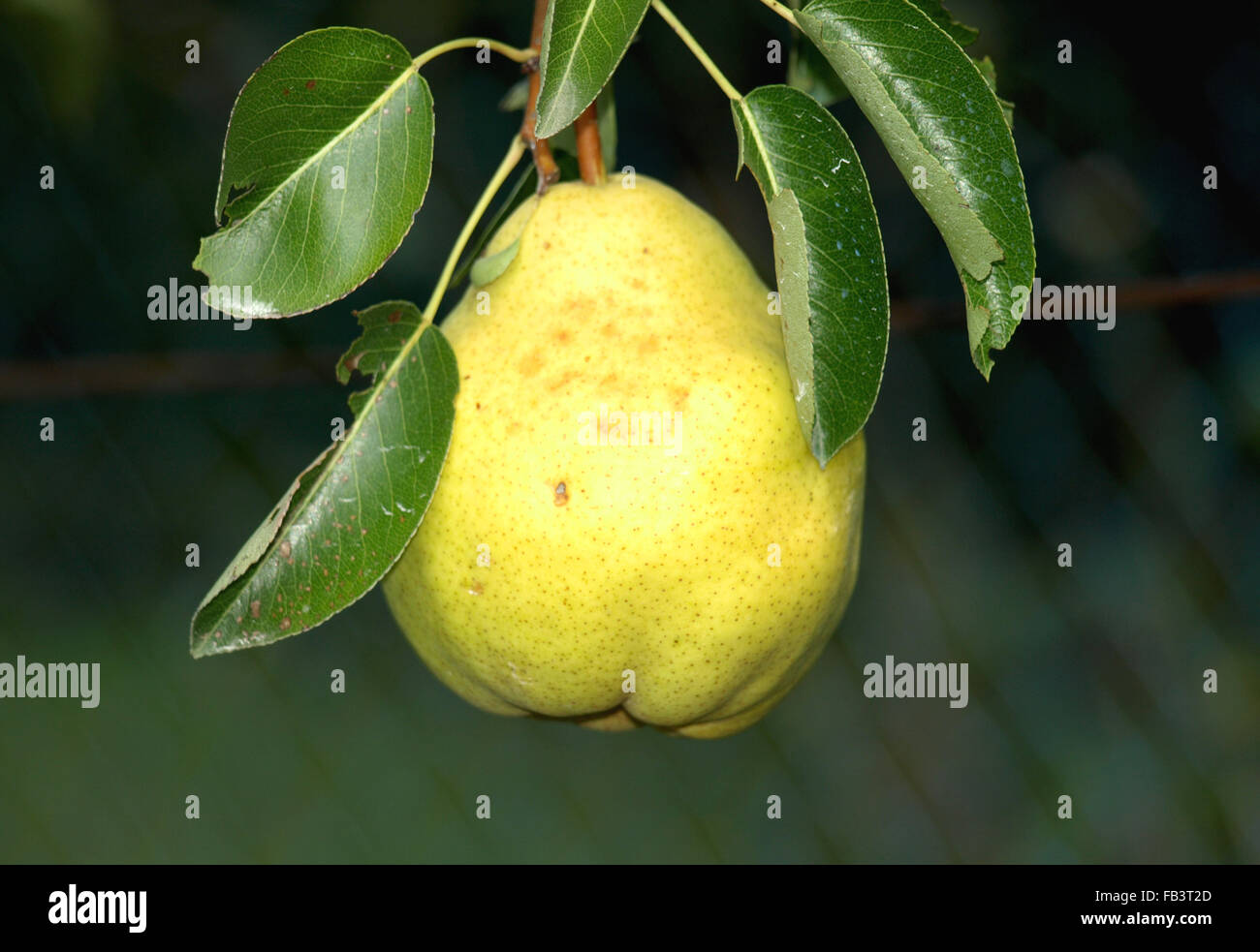 last pear this fall on trees in orchards Stock Photo - Alamy