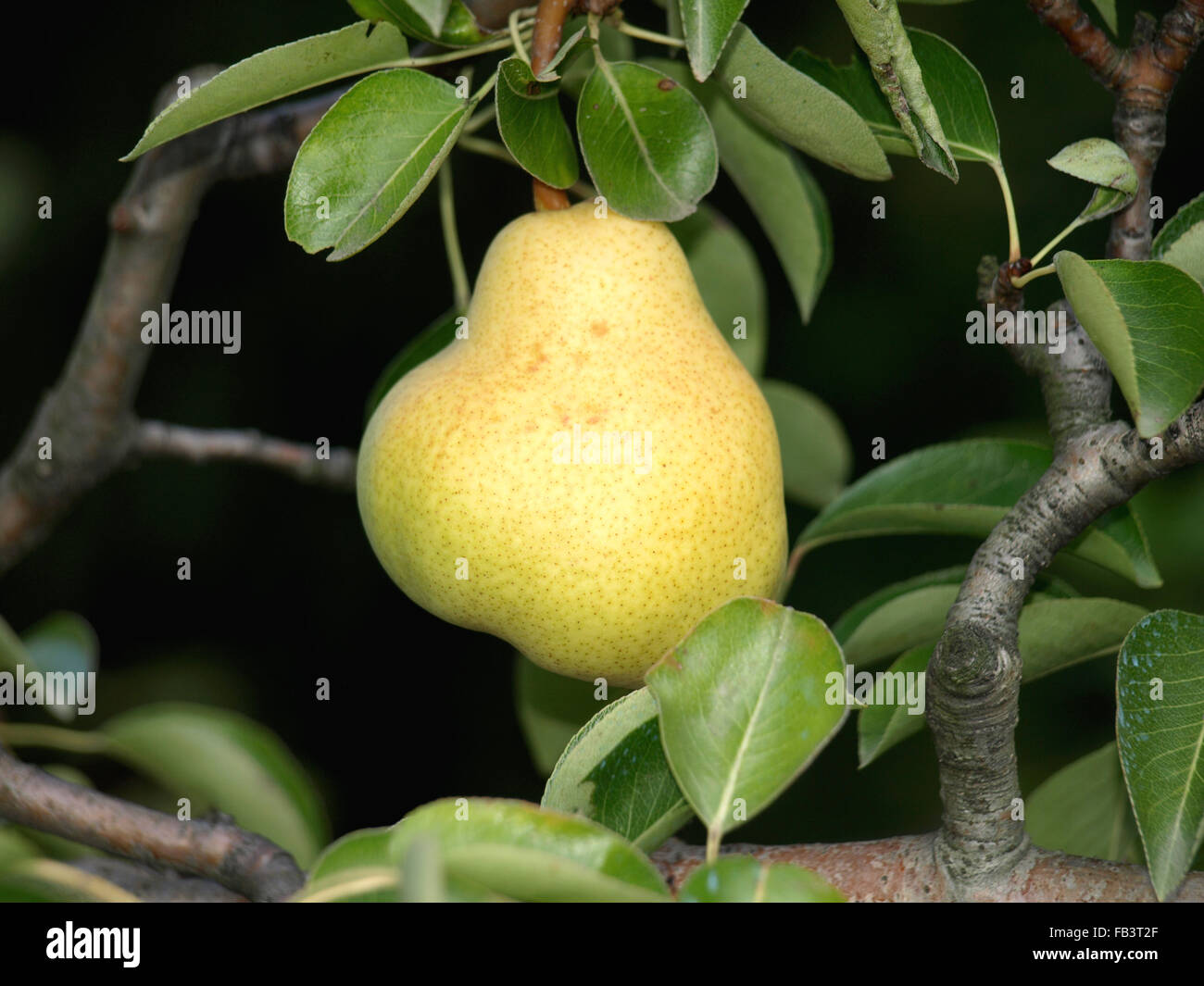 last pear this fall on trees in orchards Stock Photo - Alamy
