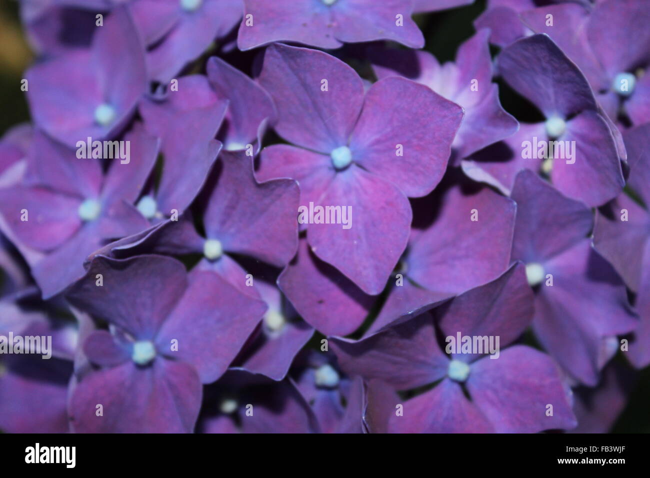 Stunning hydrangea colors hi-res stock photography and images - Alamy