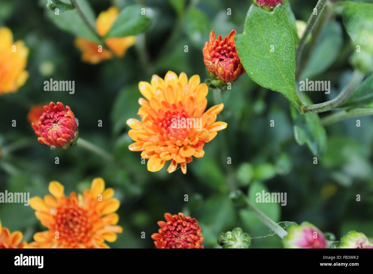 November garden border hi-res stock photography and images - Alamy