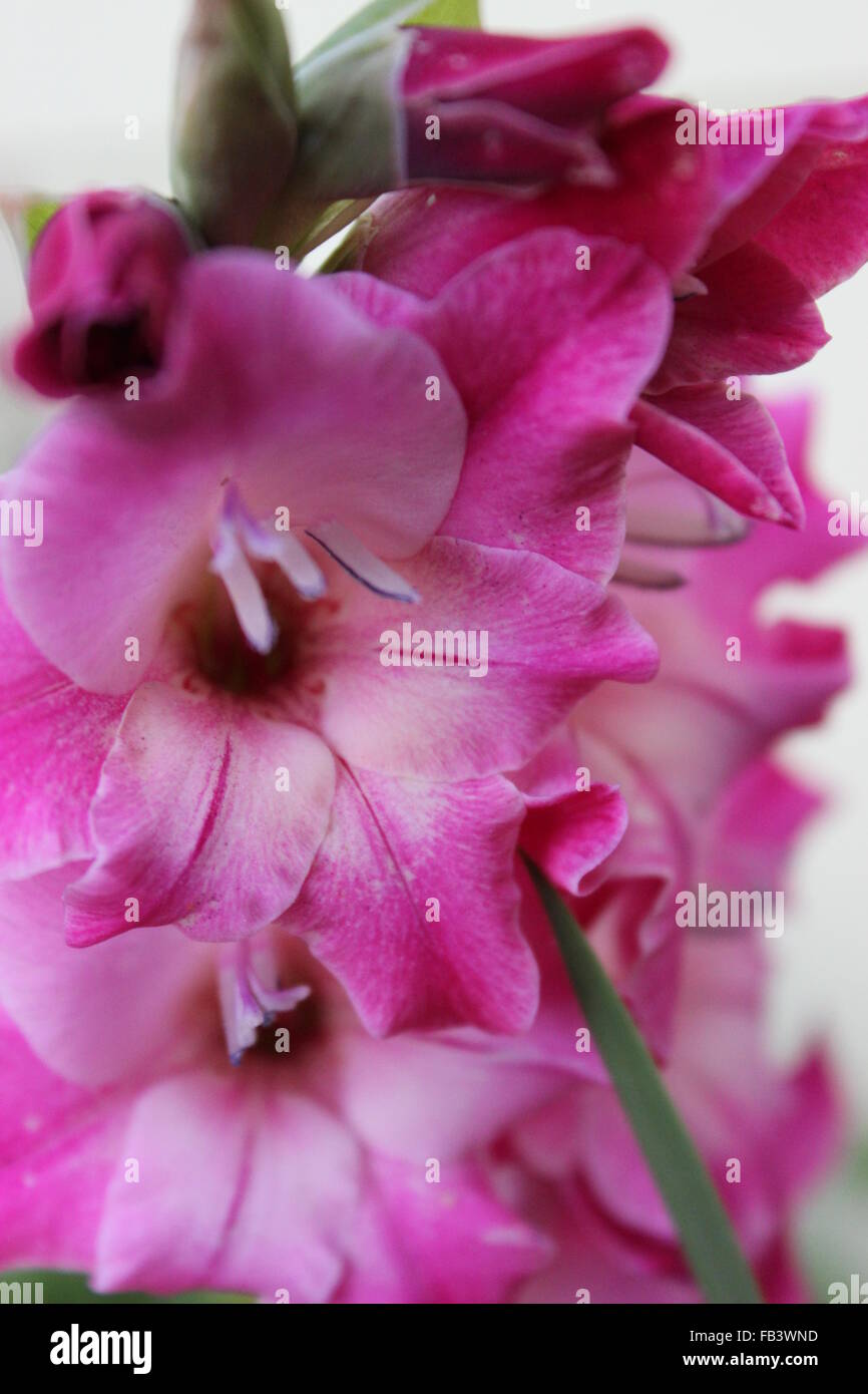 Garden gladiolas hi-res stock photography and images - Alamy