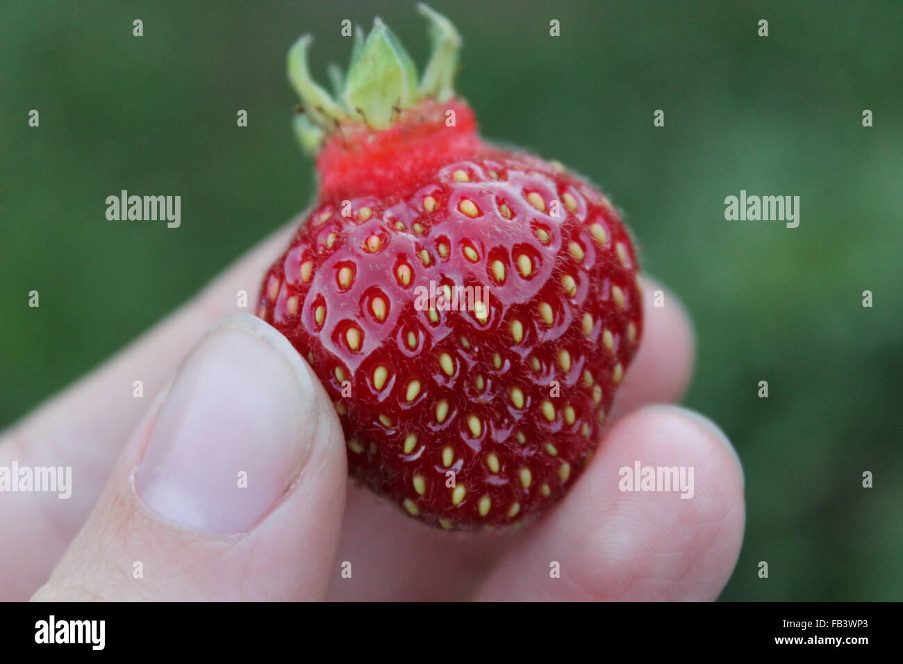 Plump ripe juicy hi-res stock photography and images - Alamy