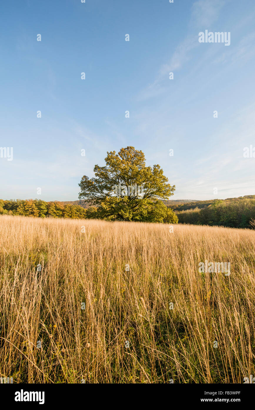Old Oak Tree (Quercus sp.), forest Wienerwald, Vienna, Austria Stock ...