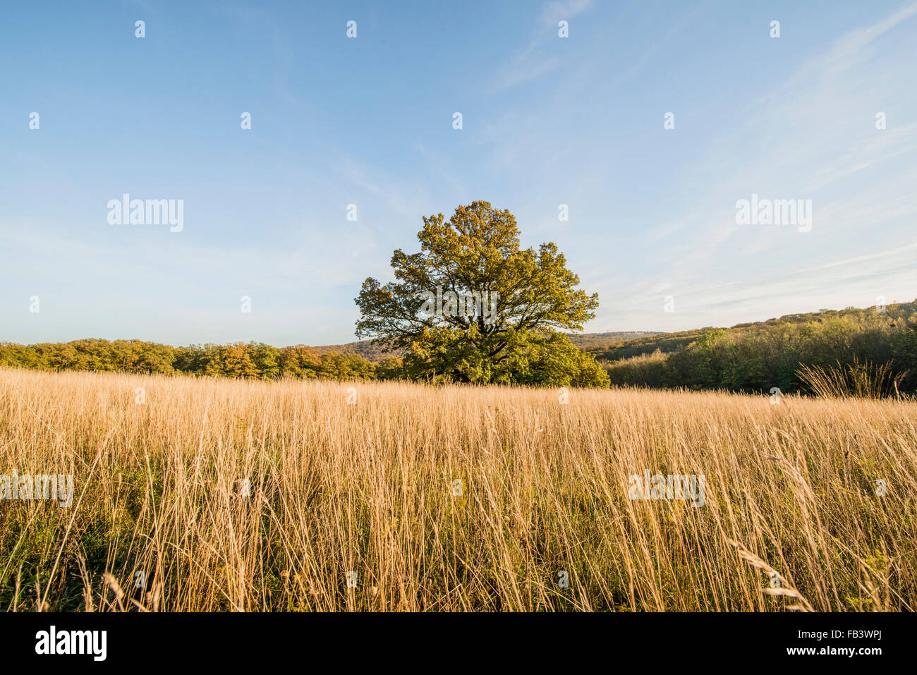 Old Oak Tree (Quercus sp.), forest Wienerwald, Vienna, Austria Stock ...
