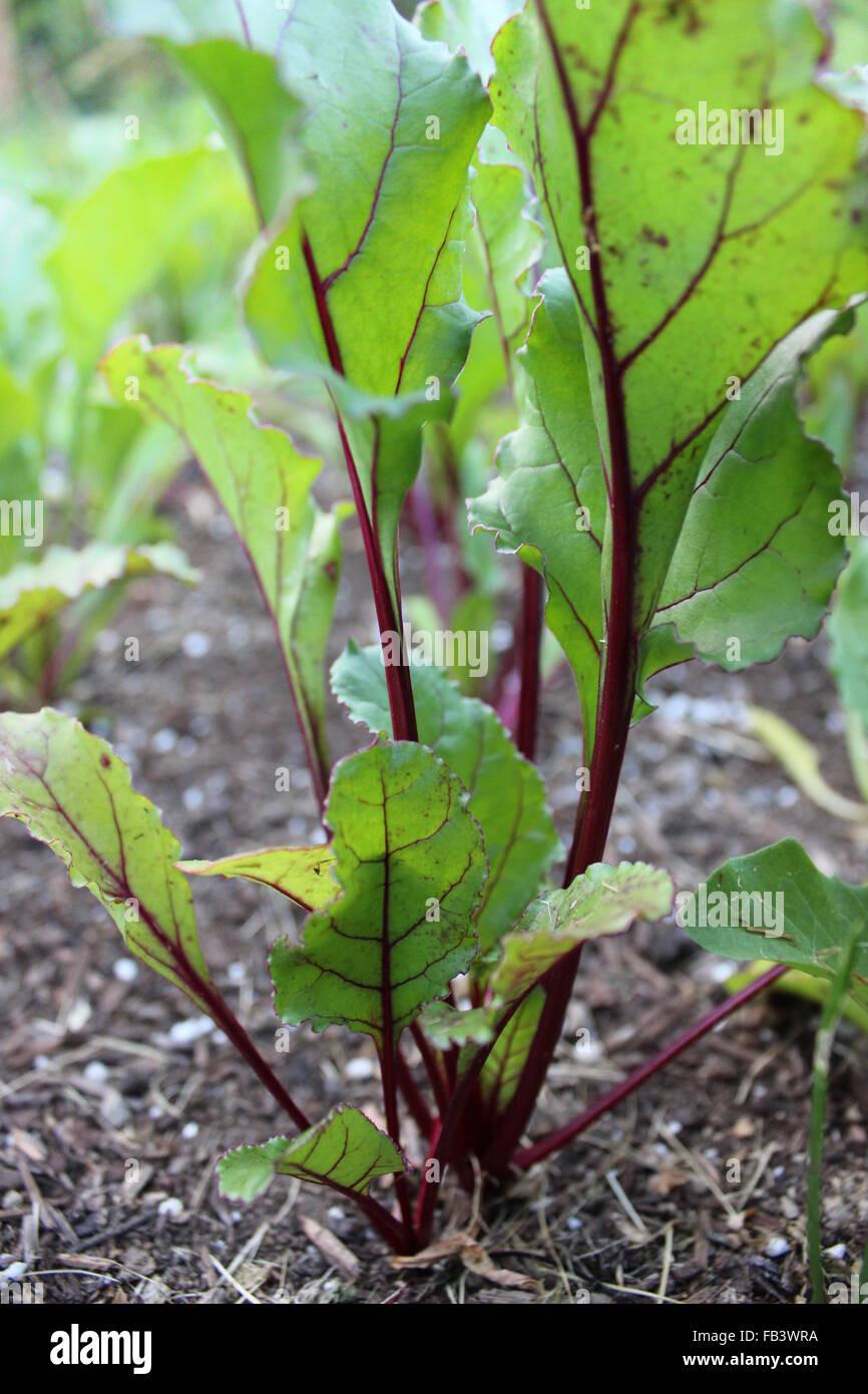 Beet seedlings hi-res stock photography and images - Alamy