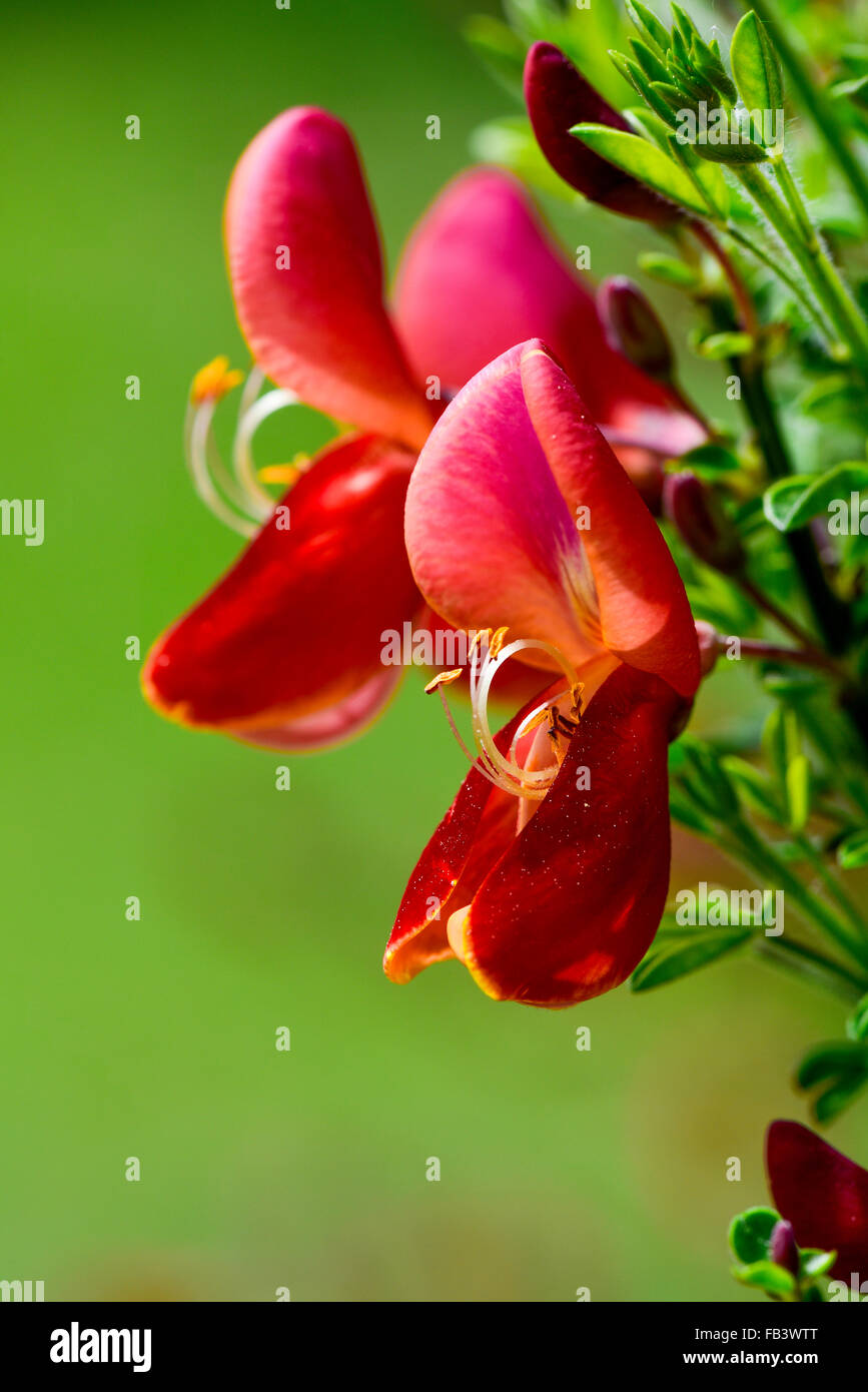 Red cytisus tree hi-res stock photography and images - Alamy