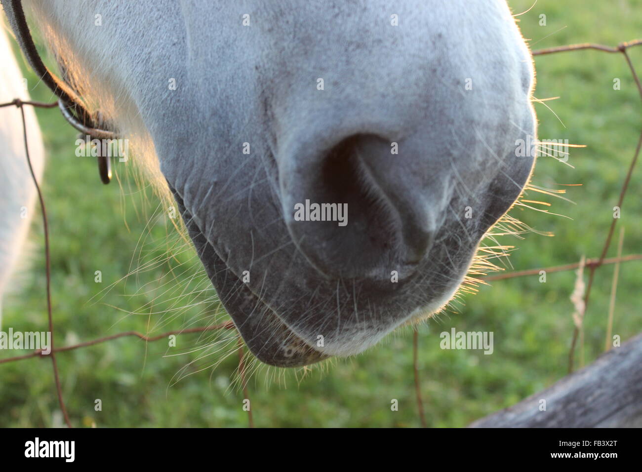 Fuzzy nose hi-res stock photography and images - Alamy