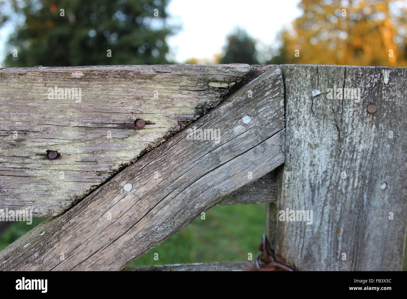 Golden gate with trees hi-res stock photography and images - Alamy
